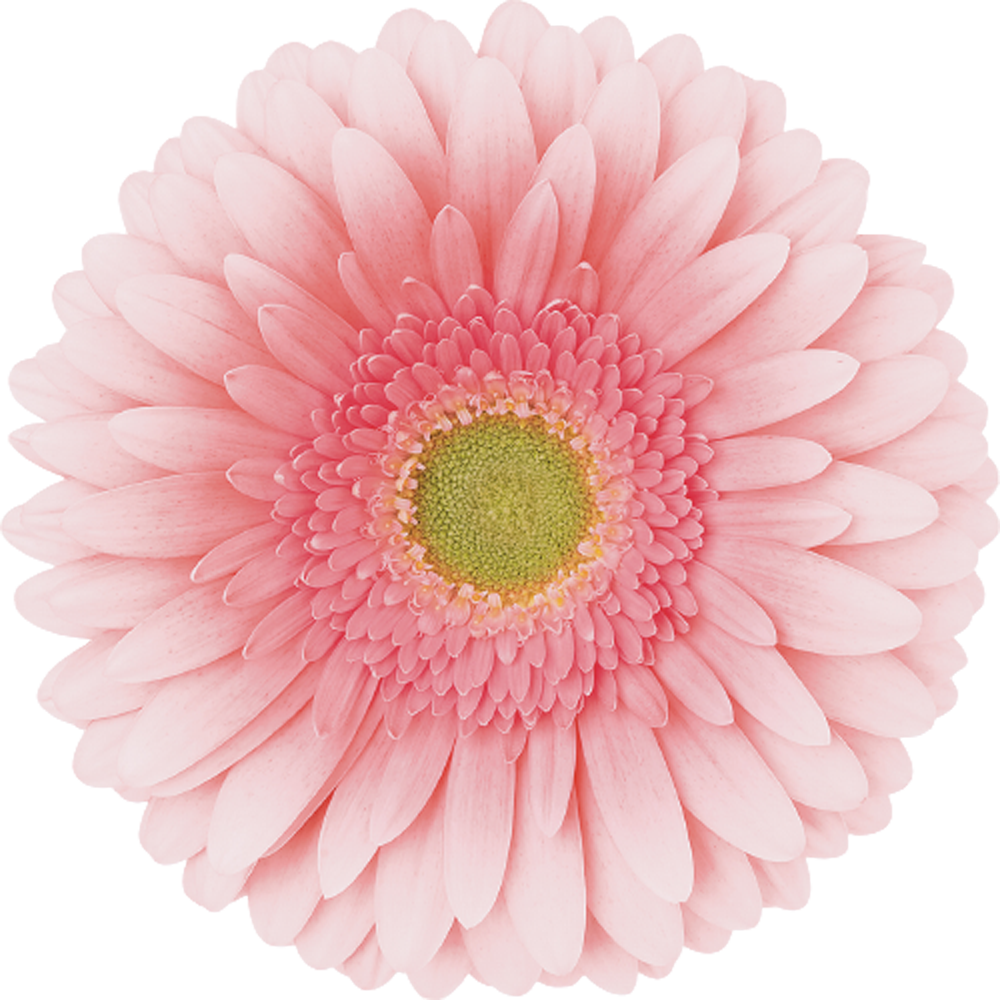 Romella - Florein gerbera's